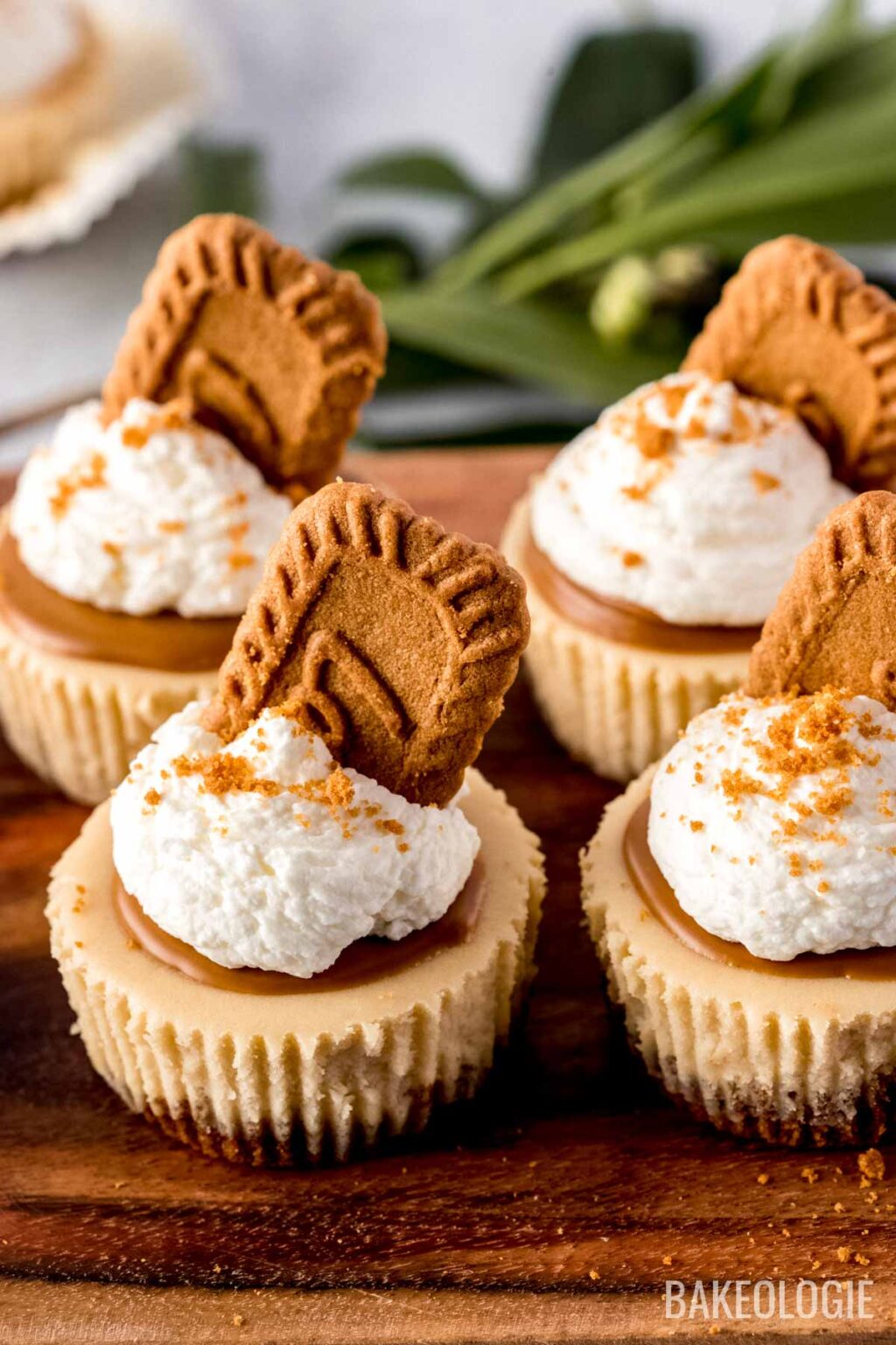 Mini Biscoff Cheesecake | bakeologie